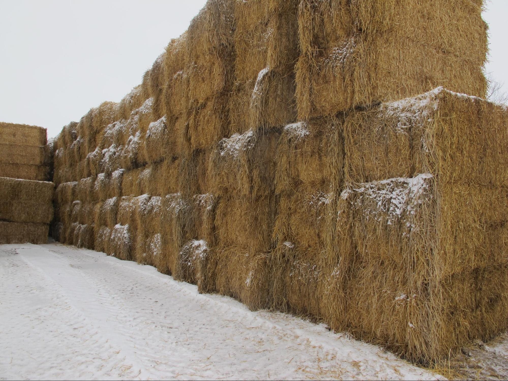 Mushroom Straw | Aden Brook