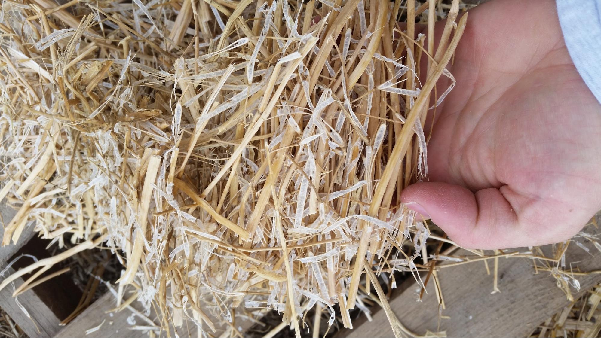 Canola Straw | Aden Brook