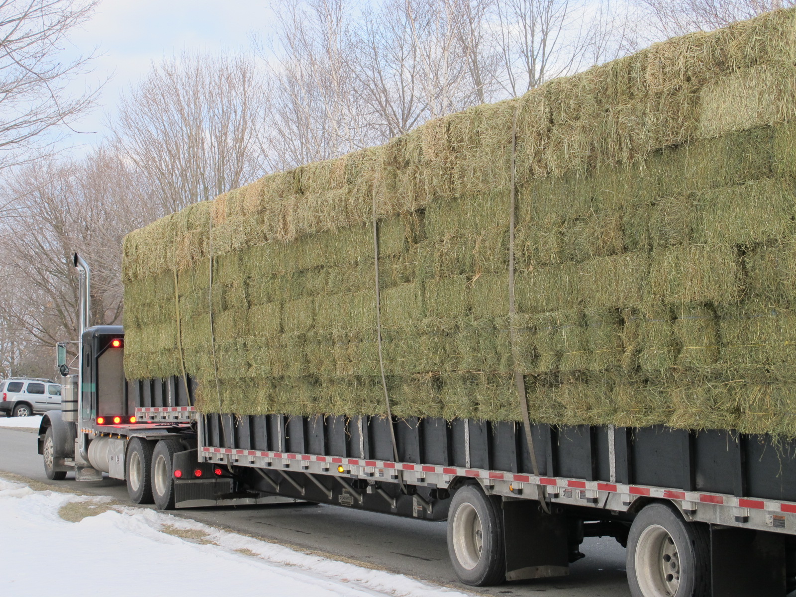Premium Eastern Alfalfa | Aden Brook