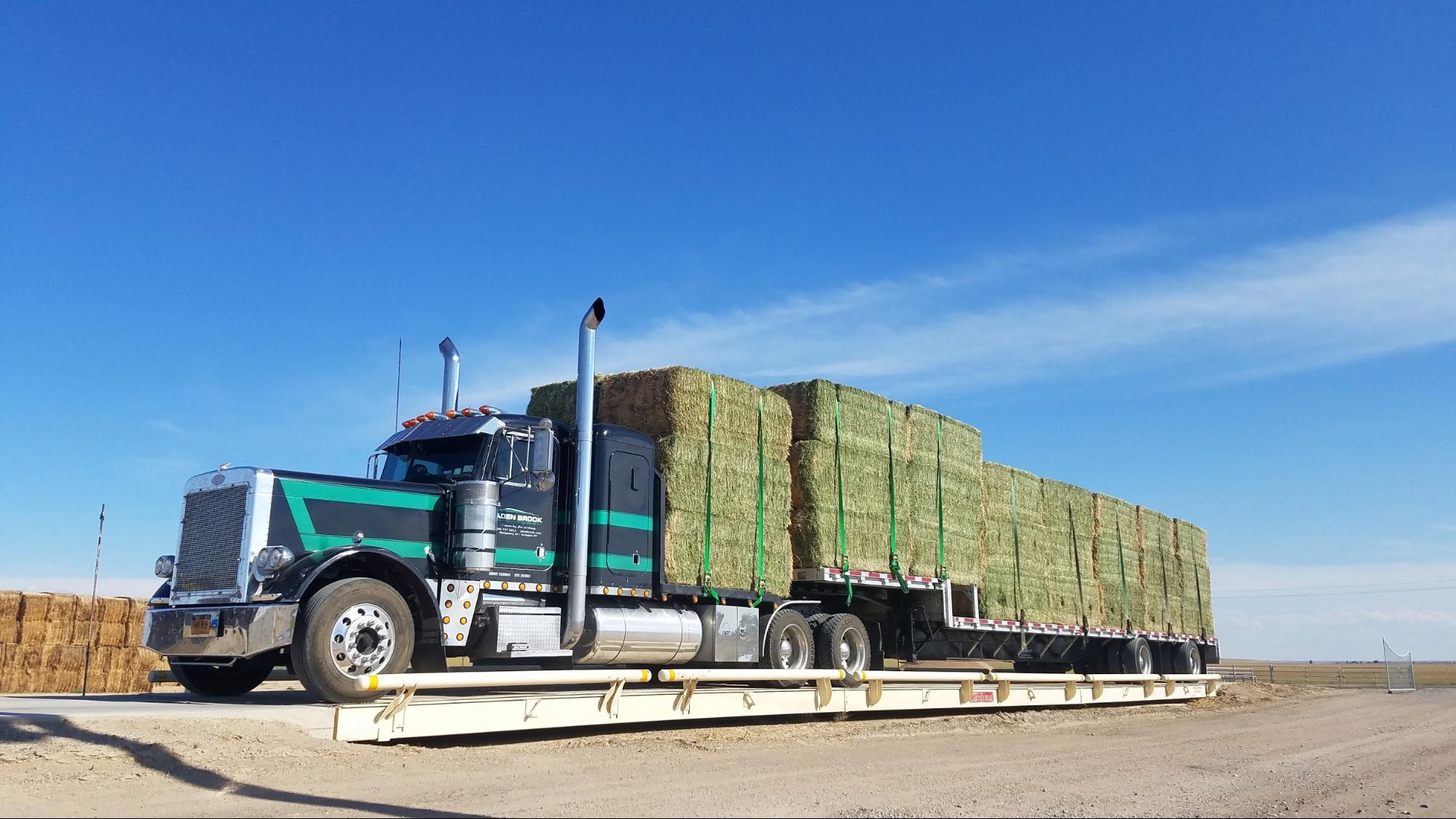 Alfalfa Dairy Hay | Aden Brook