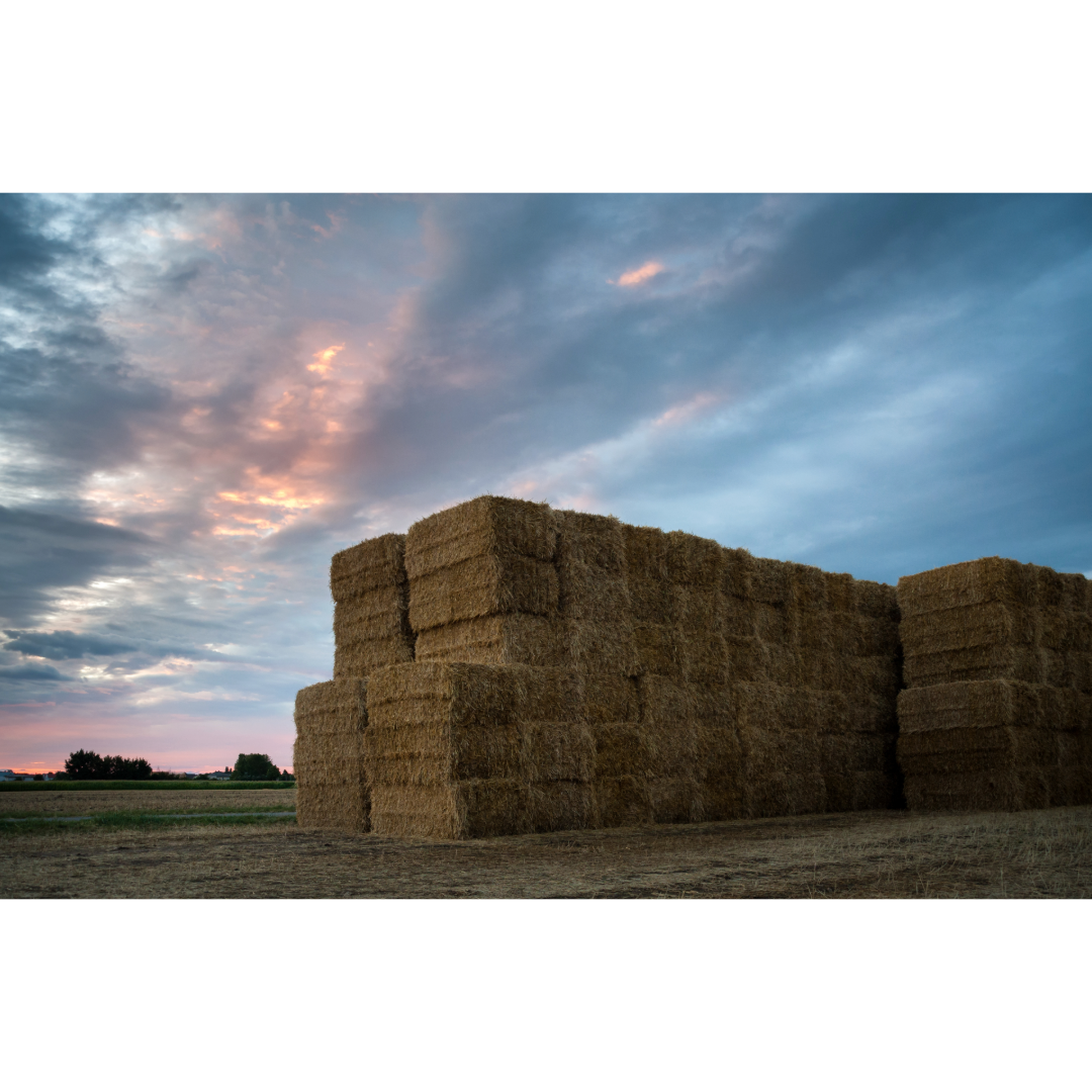 Pretty and Palatable: Alfalfa / Grass Mixes | Aden Brook